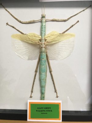 BUG & REPTILE MUSEUM - Updated July 2025 - 66 Photos & 43 Reviews ...