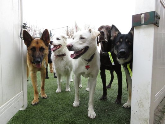 CLUB PET RESORTS DIA - 82 Photos & 111 Reviews - 2170 Airport Blvd ...