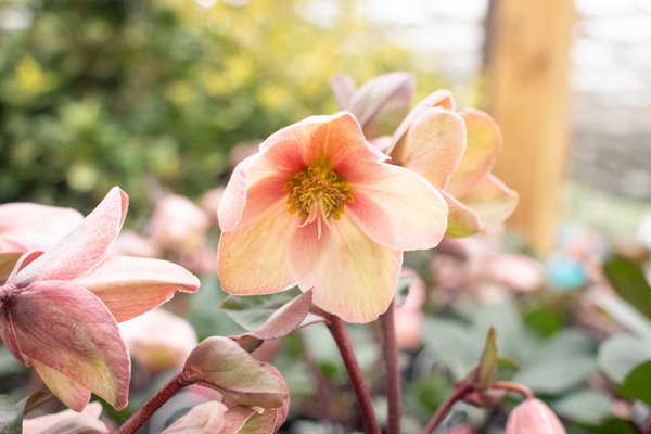 BATES NURSERY AND GARDEN CENTER - 278 Photos & 56 Reviews - 3810 Whites ...