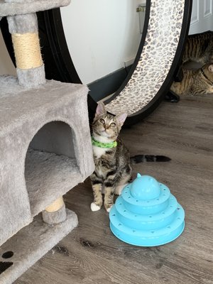 THE CAFFEINATED CAT - Updated August 2024 - 158 Photos & 63 Reviews ...