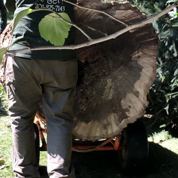 PINE HILL TREE SERVICE - Updated September 2025 - 13 Reviews - 45 ...