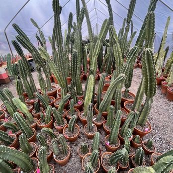 CACTUS QUEEN - Updated December 2025 - 14 Photos - 1835 Corinth St ...