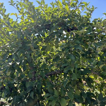 TERHUNE ORCHARDS - Updated March 2025 - 605 Photos & 389 Reviews - 330 ...