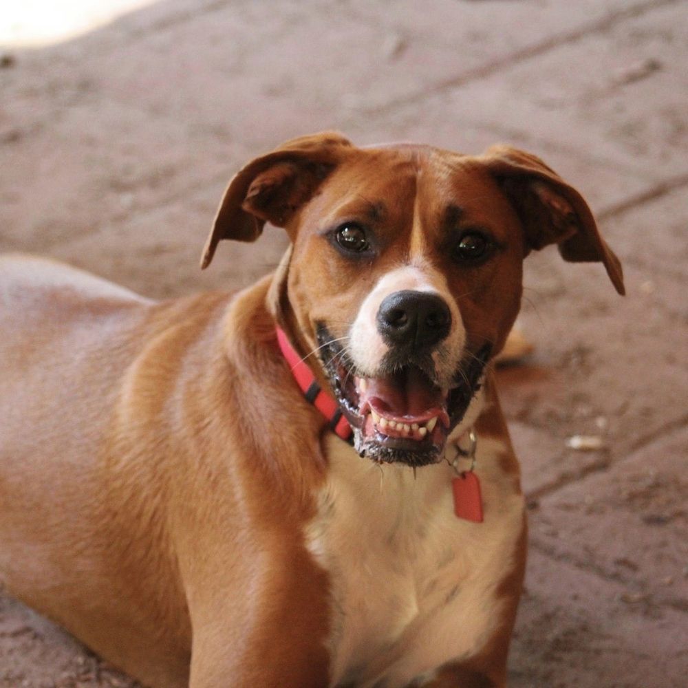 CAMP HAPPY PAWS - Updated January 2025 - 23 Photos & 28 Reviews - 4616 ...