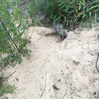 LEON SINKS GEOLOGICAL AREA - Updated July 2025 - 52 Photos & 15 Reviews ...