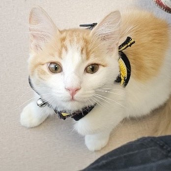 LOVE ANIMAL HOSPITAL AND URGENT CARE - Updated May 2025 - 38 Photos ...