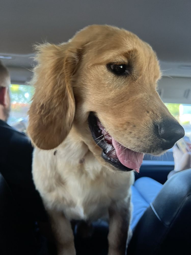 MR. ROGERS DOG BOARDING & DAY CARE - Updated January 2026 - 402 E ...