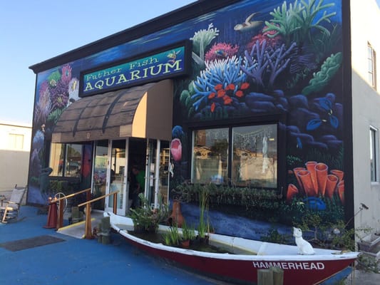FATHER FISH AQUARIUM - Updated October 2025 - 15 Reviews - 536 E Venice ...