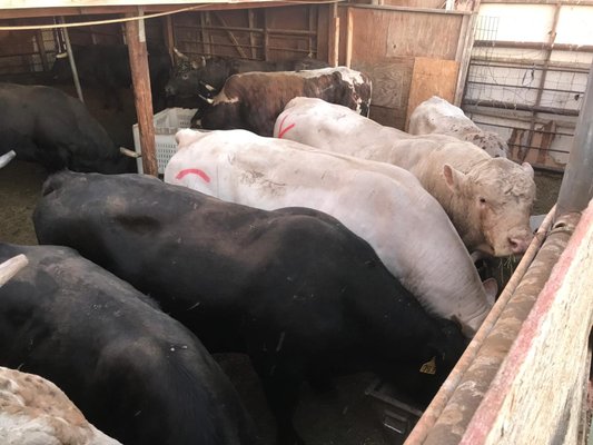 LANCASTER HALAL SLAUGHTER HOUSE AND POULTRY - Updated July 2024 - 23 ...