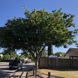 Terry's Tree Service Reviews | Read Customer Service Reviews of ...