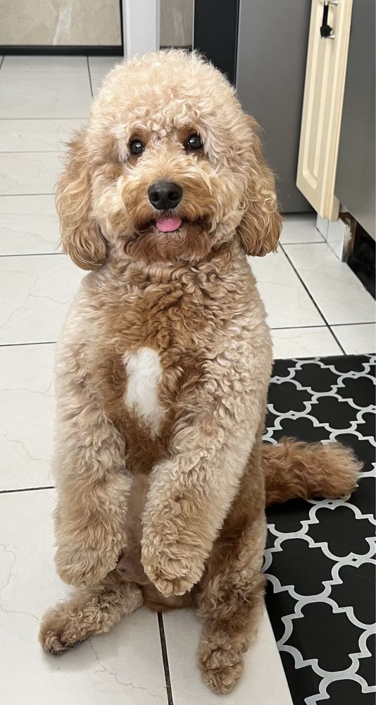 PETWISE - ORGANIC GROOMING AND BOARDING - Updated September 2025 - 135 ...