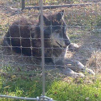 THE WOLF SANCTUARY OF PA - Tours at 465 Speedwell Forge Rd, Lititz ...