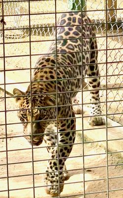 TIGER WORLD - Updated January 2026 - 438 Photos & 118 Reviews - 4400 ...