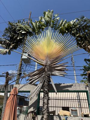 WAYAN’E - Updated August 2025 - 49 Photos & 43 Reviews - Col. Centro ...