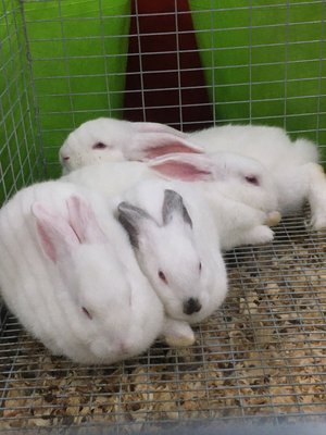 Rural King, 2999 NW 10th St, Ocala, FL, General Merchandise Retail ...