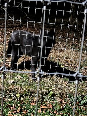 THE WOLF SANCTUARY OF PA - Updated November 2025 - 289 Photos & 137 ...