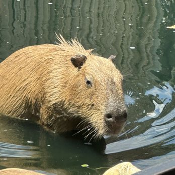 IT’S A ZOO LIFE - Updated December 2025 - 133 Photos & 15 Reviews ...