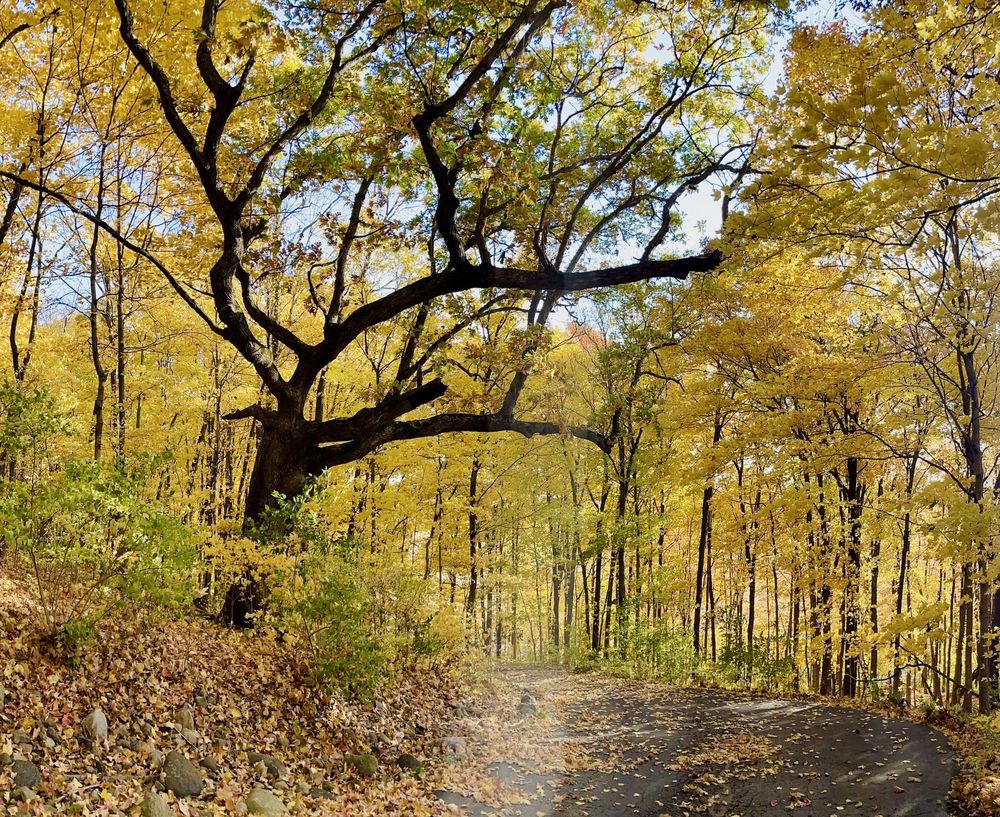 LAUBER TREE SERVICES - Updated December 2025 - 10 Photos - 1431 N 2nd ...