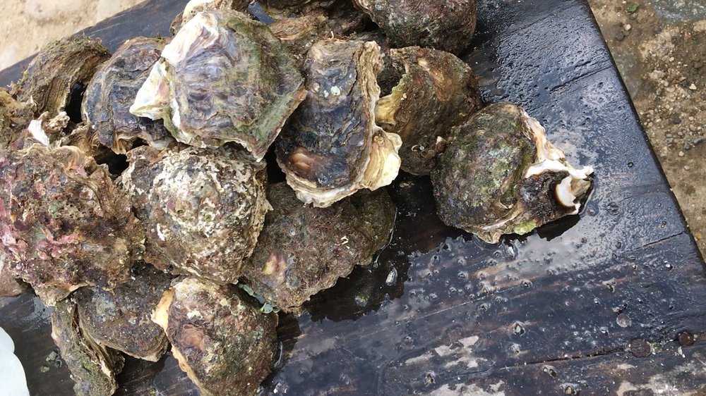 MARISCOS EL VENENO BUCERIAS - 29 Photos - Av. Mexico S/N, Bucerías ...