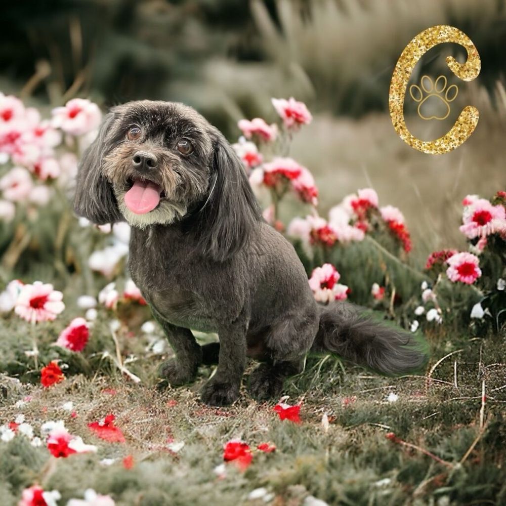 PAWGO - Updated August 2025 - 140 Photos & 268 Reviews - 46 W Hatcher ...