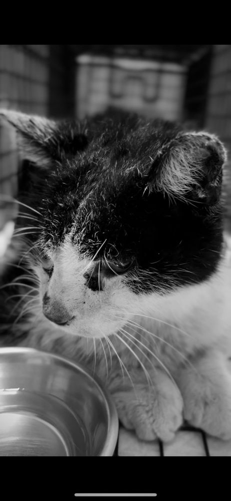 THE CAFFEINATED CAT - 90 Photos & 39 Reviews - Coffee & Tea - 331 1st ...