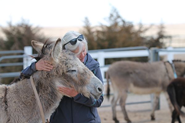 LONGHOPES DONKEY SHELTER - Updated December 2025 - 26 Photos & 11 ...