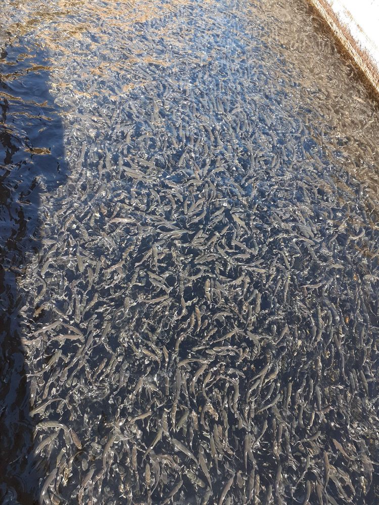 RIFLE FALLS FISH HATCHERY - Updated January 2026 - 22 Photos - 11466 ...