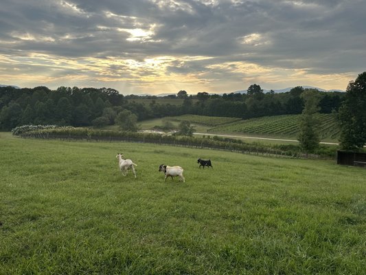 PARKER-BINNS VINEYARD - Updated October 2025 - 175 Photos & 51 Reviews ...