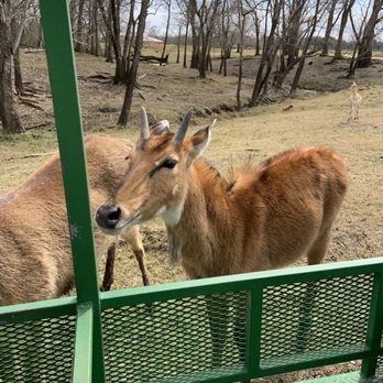 BAYOU WILDLIFE ZOO - Updated January 2026 - 349 Photos & 155 Reviews ...
