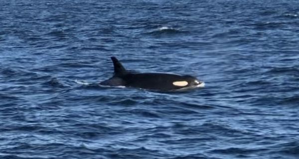 SAN JUAN SAFARIS - SEATTLE ORCA WHALE WATCHING - 172 Photos & 117 ...