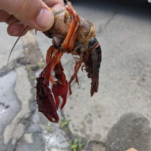 MISSION SEAFOOD MARKET - 59 Photos & 121 Reviews - Grocery - 3753 ...