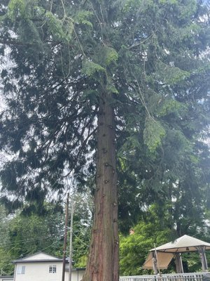 BETTER VIEW TREE SERVICE - 97 Photos & 18 Reviews - Kirkland ...