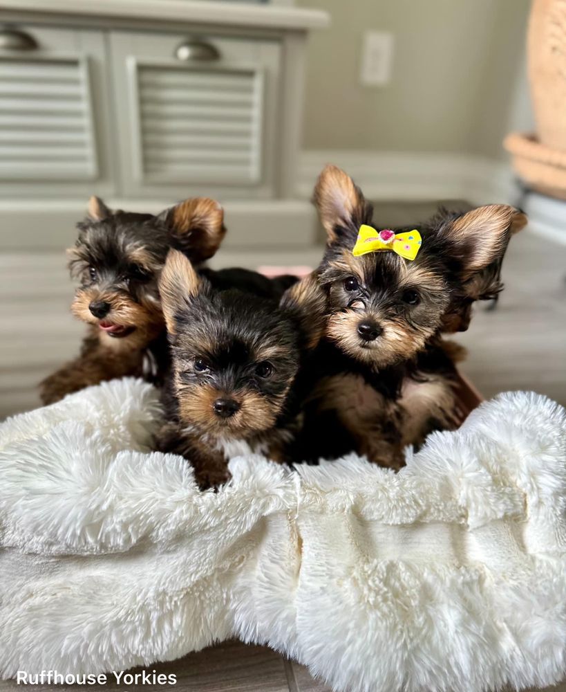 RUFFHOUSE YORKIES - Updated October 2024 - Request Information - 16 ...