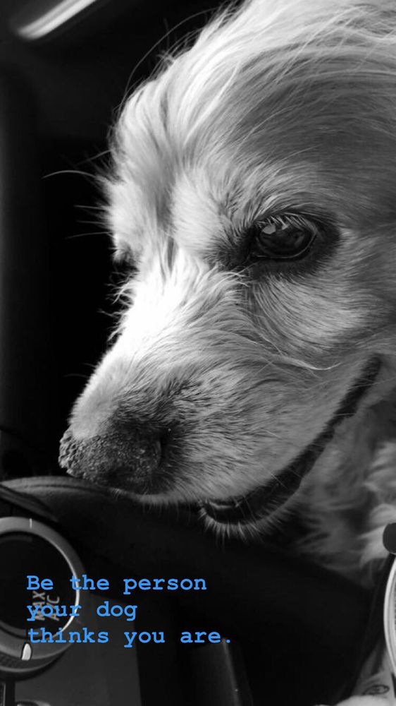 CYPRESS DOG & CAT HOSPITAL - Updated April 2025 - 27 Photos & 160 ...