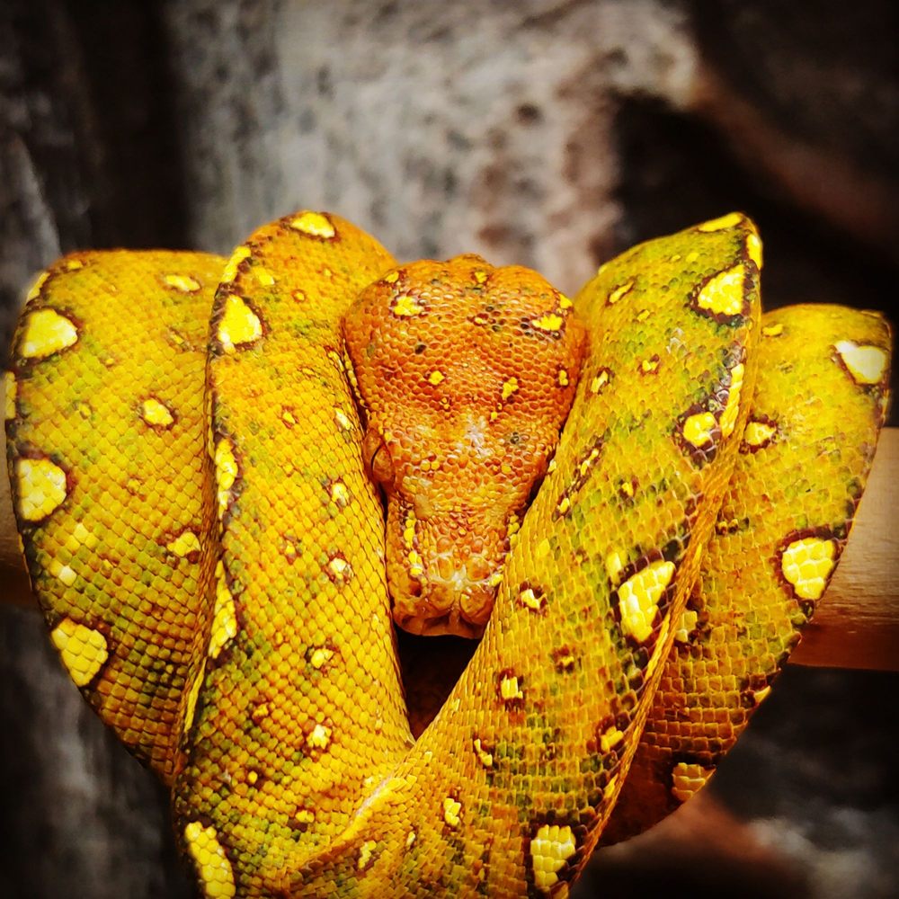 SNAKES AT SUNSET - 52 Photos & 73 Reviews - Pet Stores - 8735 SW 72nd ...