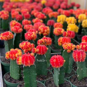 FLORIDA CACTUS - 197 Photos & 55 Reviews - Nurseries & Gardening - 2542 ...