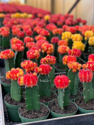 FLORIDA CACTUS - 196 Photos & 55 Reviews - 2542 Peterson Rd, Apopka ...