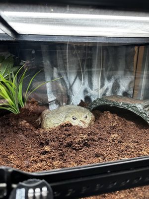 REPTILE ISLAND - Updated July 2024 - 84 Photos & 156 Reviews - 3960 ...