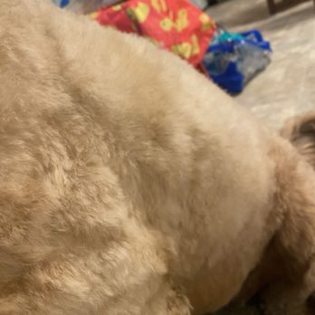 CHICO PET WORKS & PET SALON - Updated December 2025 - 12 Photos & 69 ...