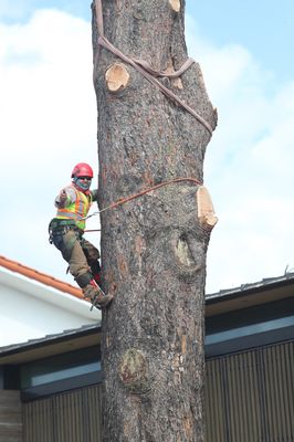 DAVID’S TREE SERVICE - 84 Photos & 96 Reviews - 19051 Gothard St ...