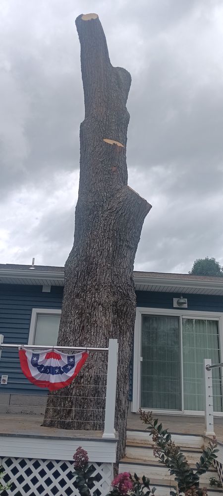 ASAP TREE & STUMP REMOVAL - Updated July 2024 - 84 Hunter rd, Benton ...