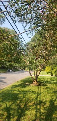 ABC PROFESSIONAL TREE SERVICES - Updated October 2025 - 20 Photos & 32 ...