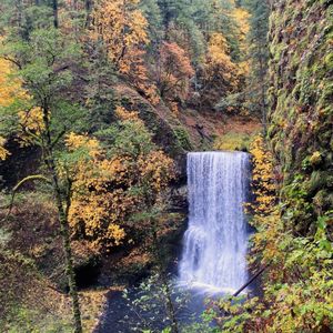 SILVER FALLS STATE PARK - 1293 Photos & 290 Reviews - Parks - 20024 ...