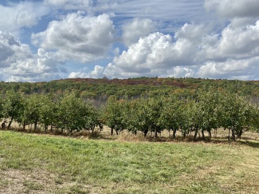 ROCKY RIDGE ORCHARD - Updated August 2024 - 44 Photos & 25 Reviews - 38 ...