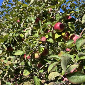 MASKER ORCHARDS - Updated December 2025 - 393 Photos & 236 Reviews - 45 ...