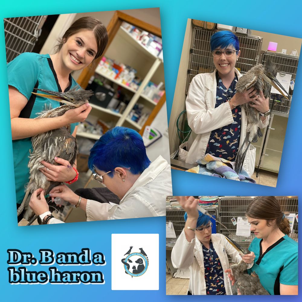 K+K VETERINARY SERVICES - KARING FOR KREATURES - 135 Photos & 71 ...