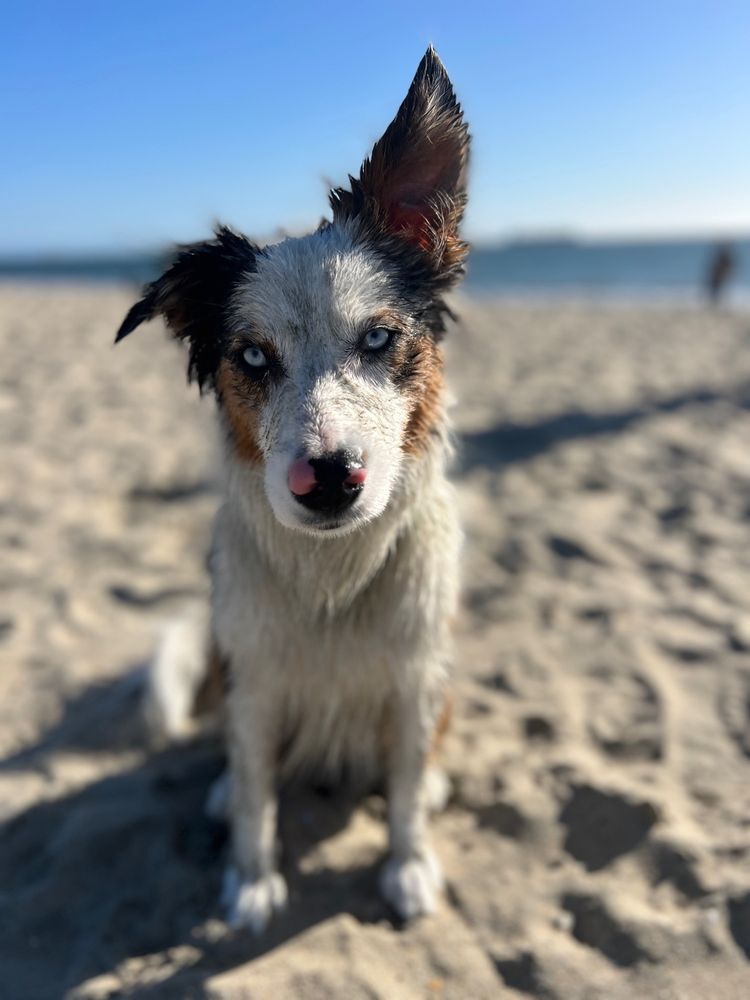ROSIE’S DOG BEACH - Updated August 2025 - 1799 Photos & 938 Reviews ...