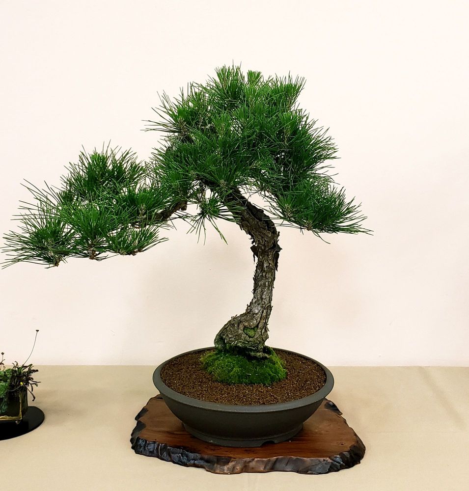 SEI BOKU BONSAI KAI - Updated January 2026 - 52 Photos - 605 Parkside ...