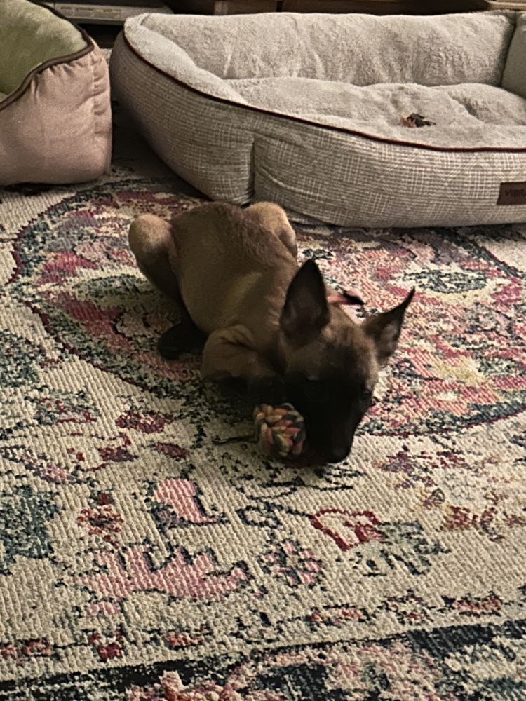 ALPHA PAWS CANINE GROOMING AND TRAINING - Updated July 2025 - 23 Photos - Mulberry, Indiana ...