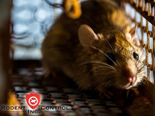 RODENT CONTROL - Updated October 2025 - 231 Photos & 393 Reviews - 5455 ...